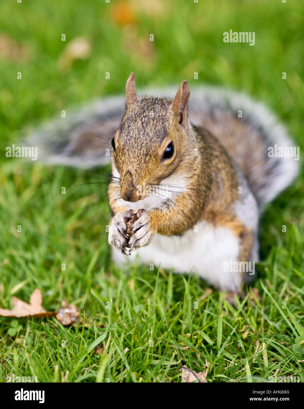 Sciurus caroliniensis hi-res stock photography and images - Alamy