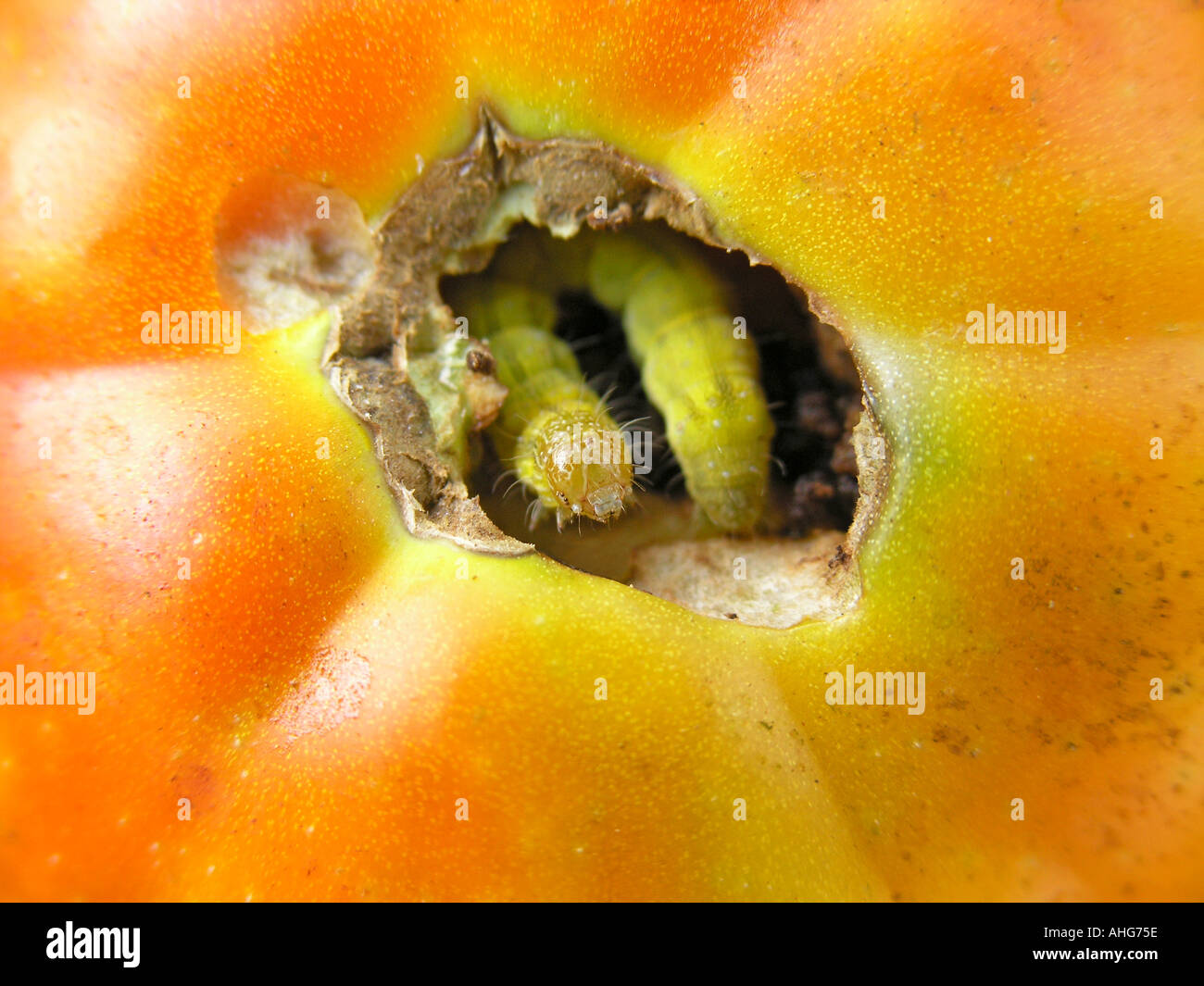 Heliothis zea hi-res stock photography and images - Alamy