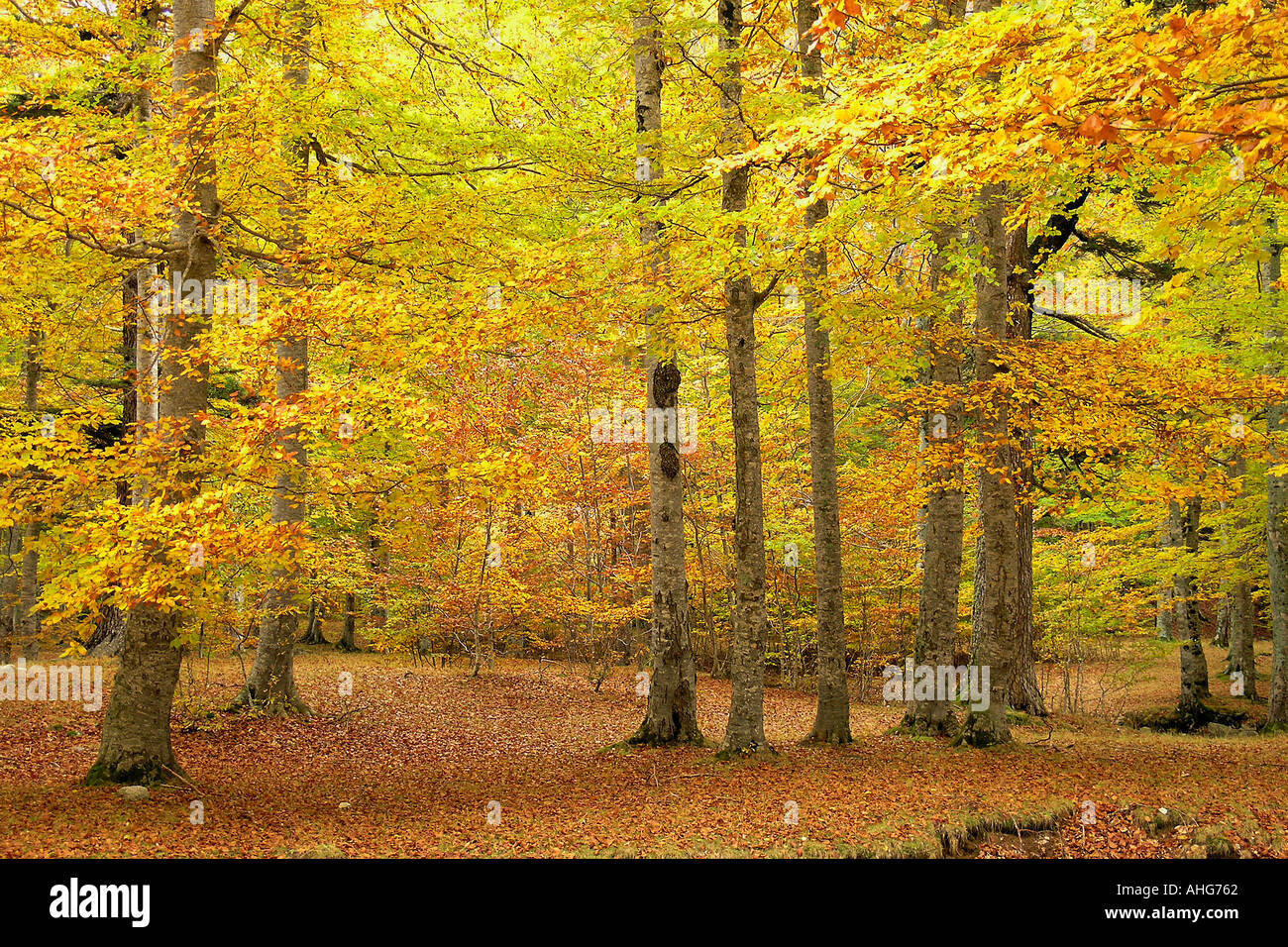 Beechwood grove hi-res stock photography and images - Alamy
