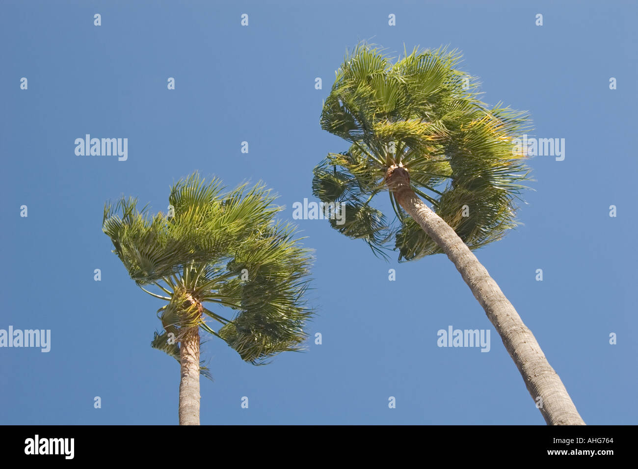 Two palm trees Stock Photo - Alamy