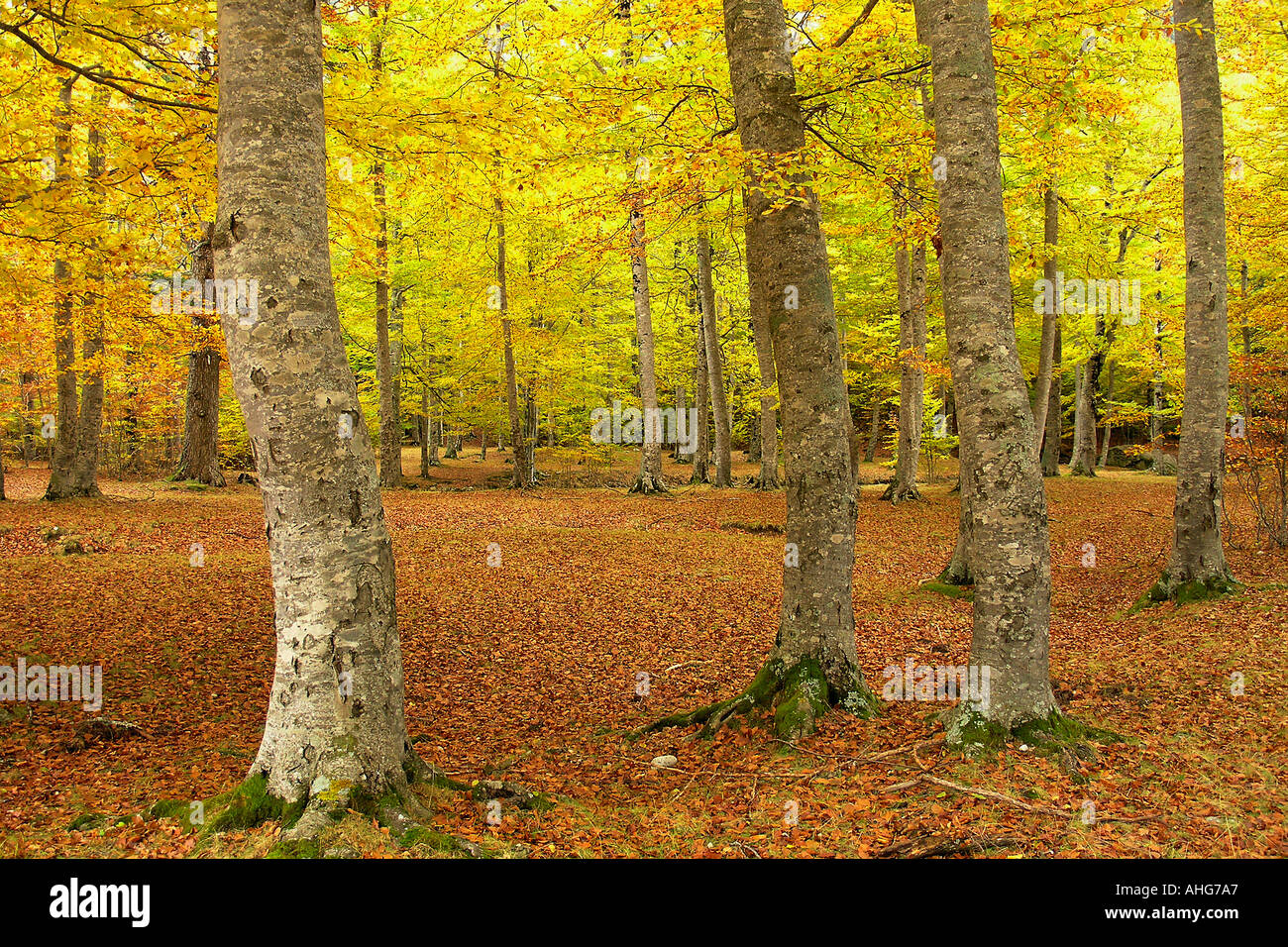 Beech coloured floor hi-res stock photography and images - Alamy