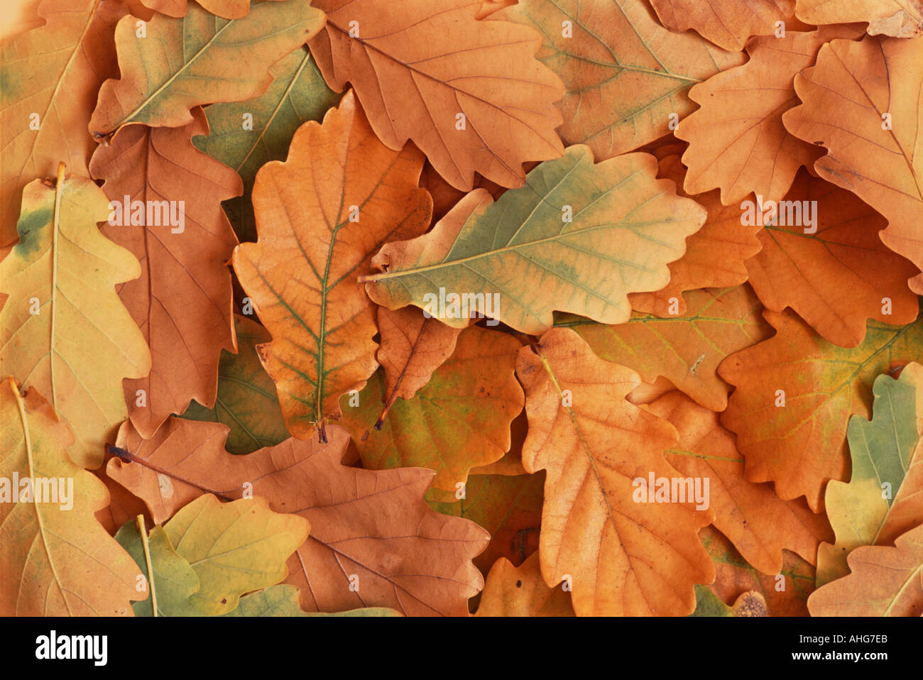 Fallen oak leaves hi-res stock photography and images - Alamy