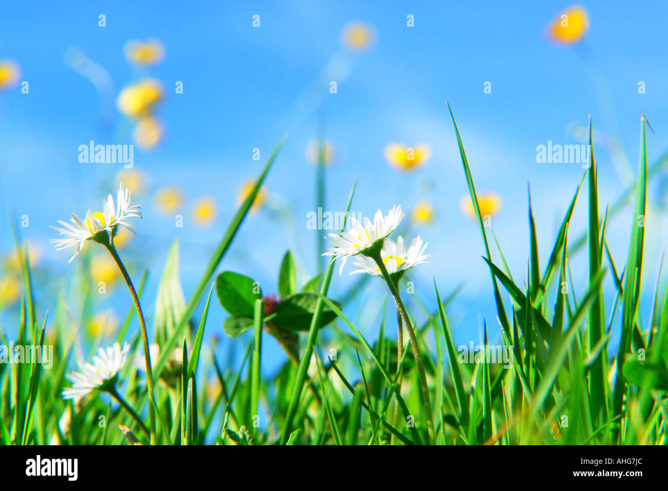 beautiful spring flowers Stock Photo - Alamy