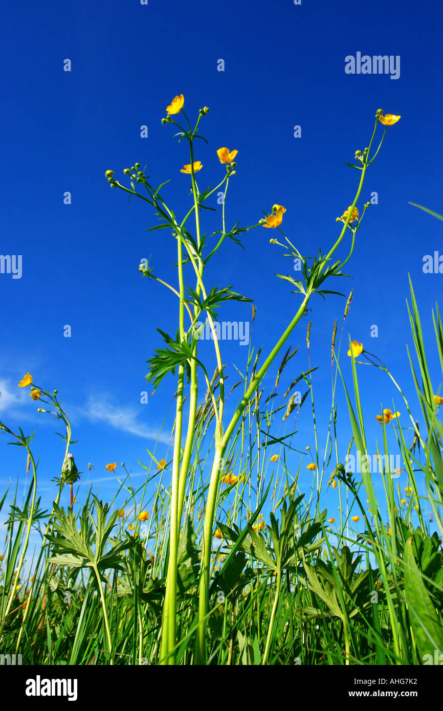 beautiful spring flowers Stock Photo - Alamy