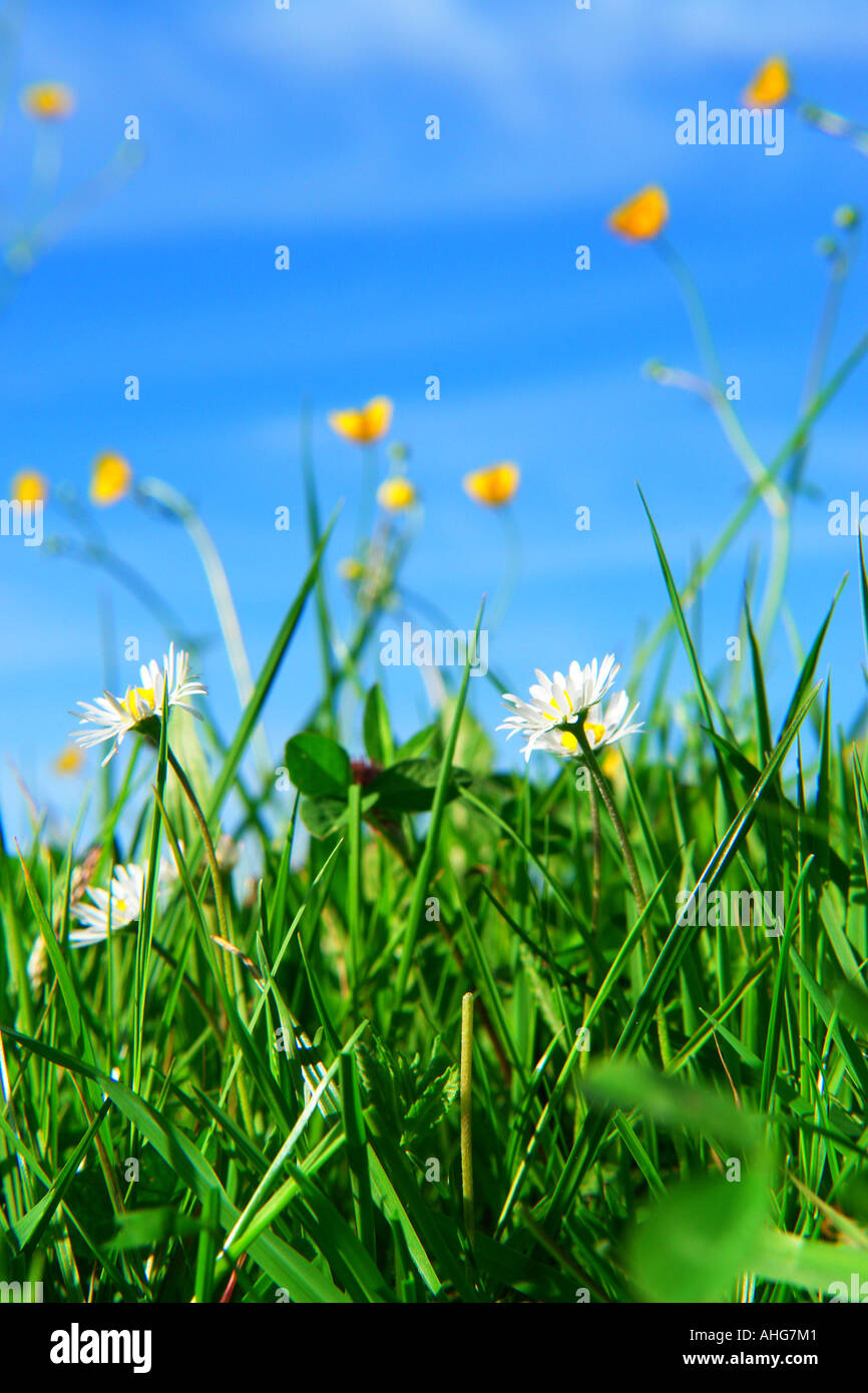 beautiful spring flowers Stock Photo - Alamy