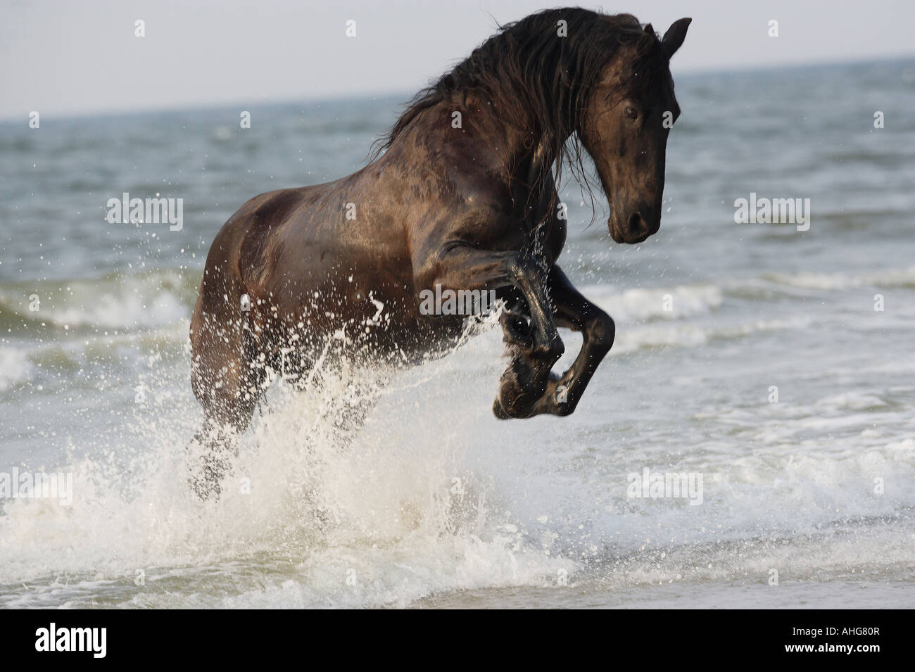 Friesian horse - jumping in water Stock Photo - Alamy