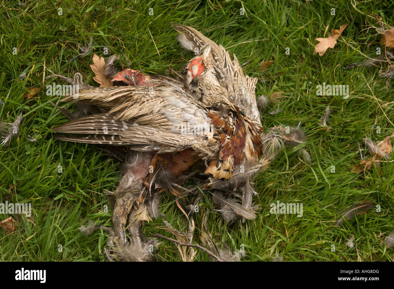 dead decomposing pheasant on ground Stock Photo - Alamy
