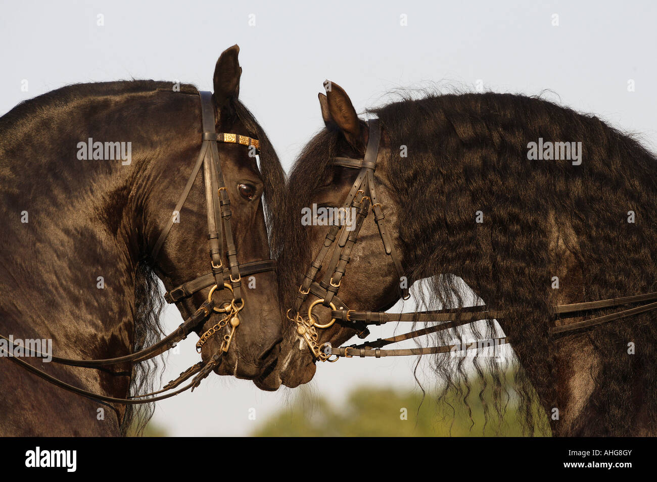 two Friesian horses - portrait Stock Photo - Alamy
