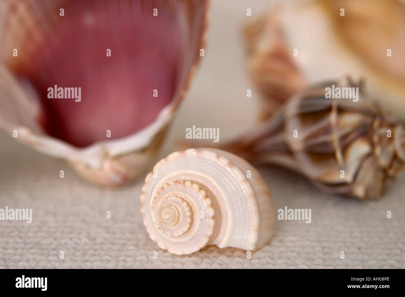 Seashell shapes hi-res stock photography and images - Alamy