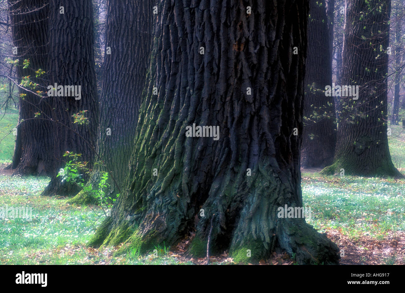 Old oak trees trunks Quercus robur Stock Photo - Alamy