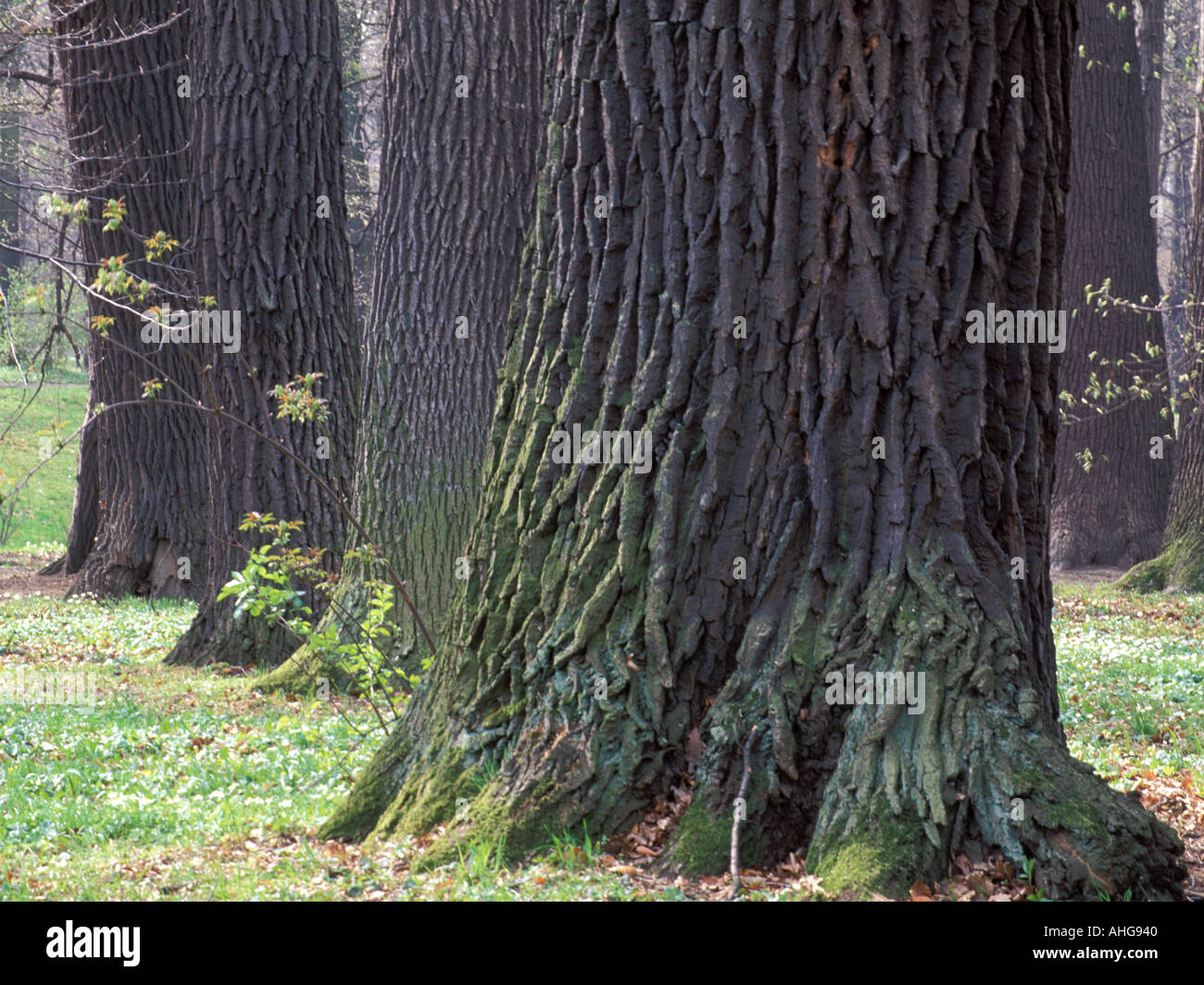Old oak trees Quercus robur Stock Photo - Alamy