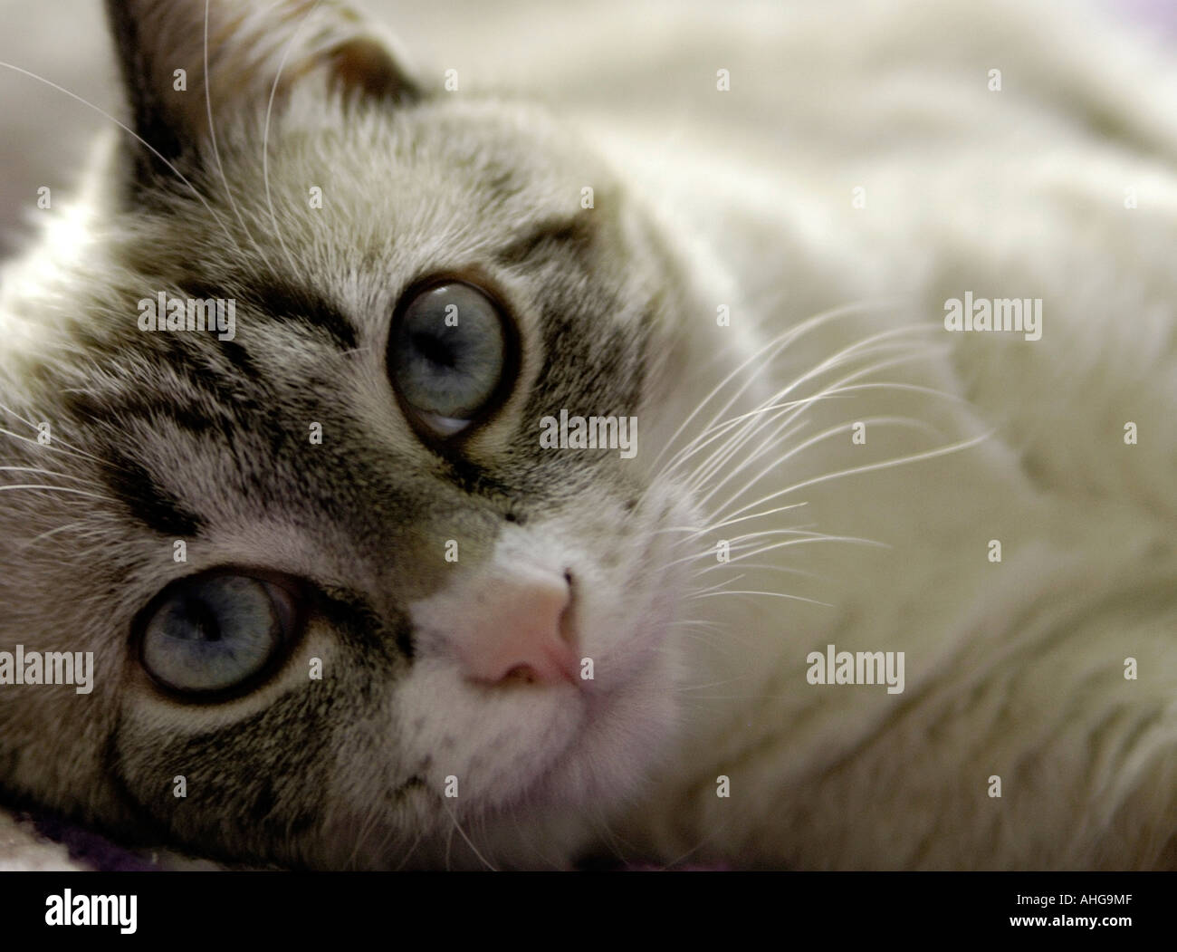 Closeup of Siamese house cat laying on side inside USA Stock Photo - Alamy