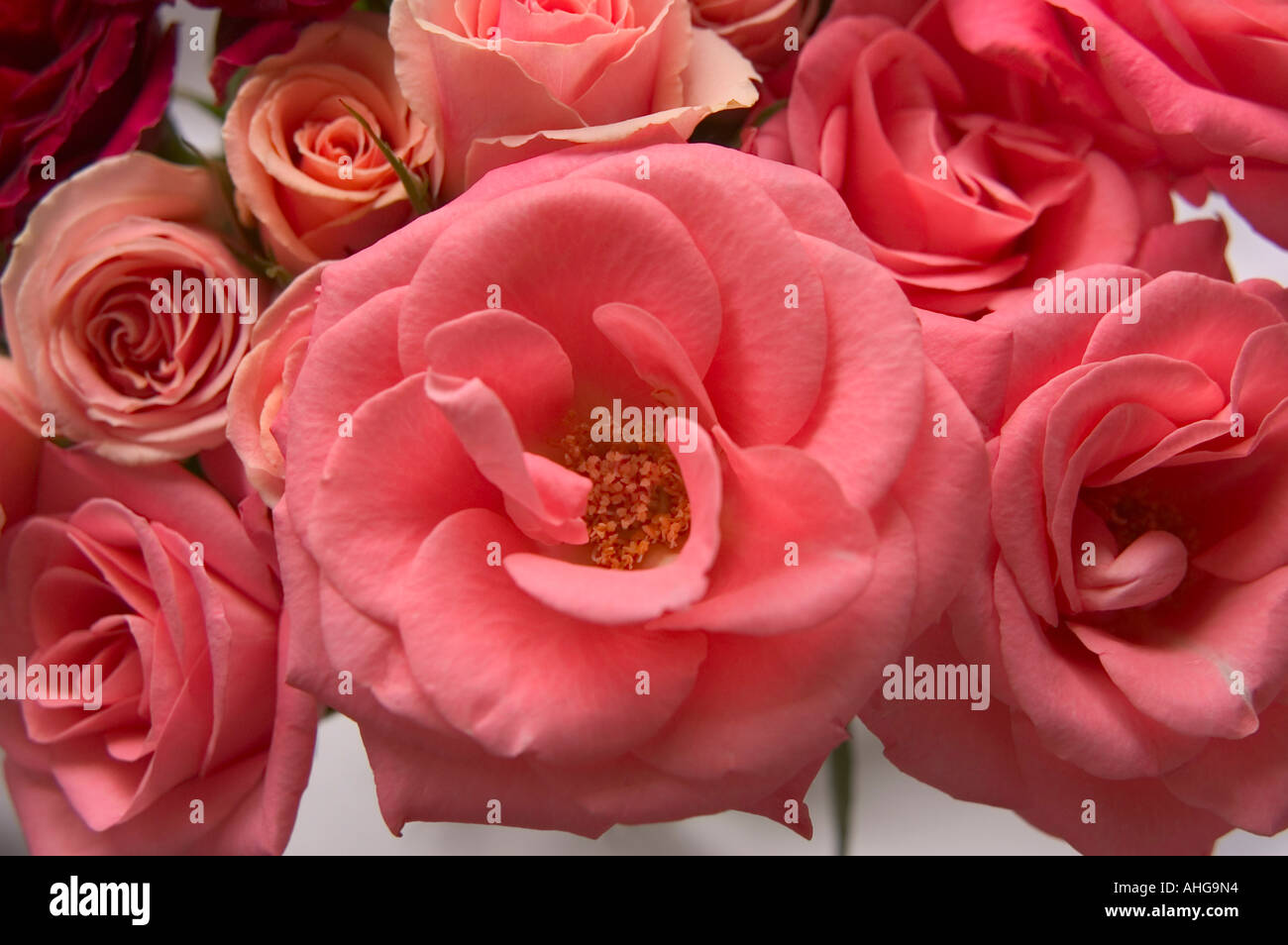 Closeup of beautiful petite rose blooms USA Stock Photo - Alamy