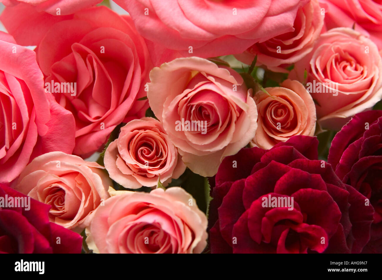 Petite blooms hi-res stock photography and images - Alamy