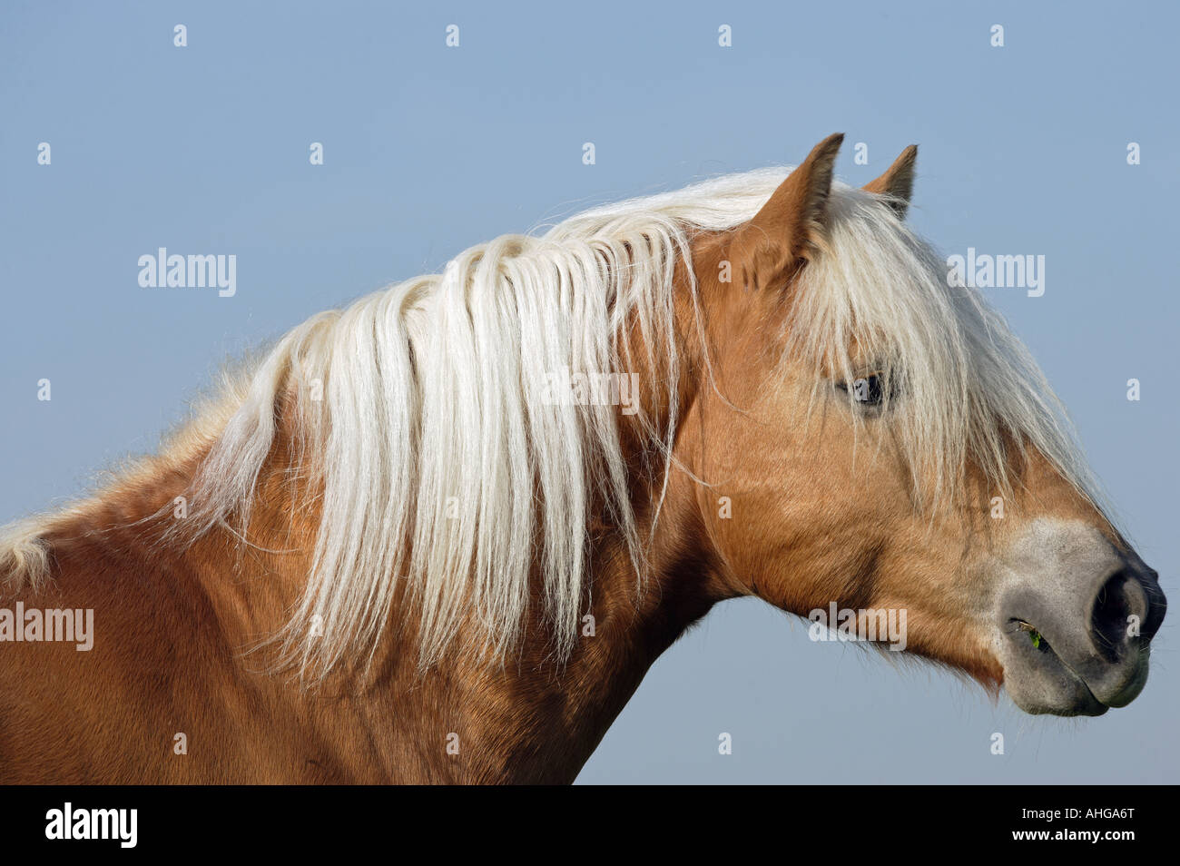Haflinger - portrait Stock Photo - Alamy
