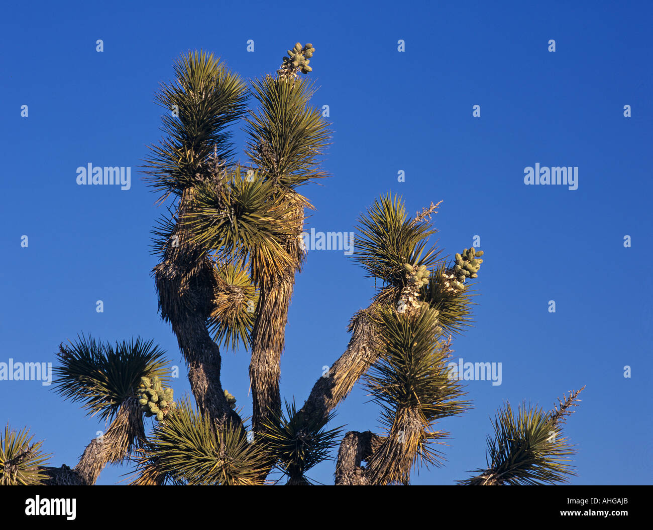 Yucca brevifolia branch hi-res stock photography and images - Alamy