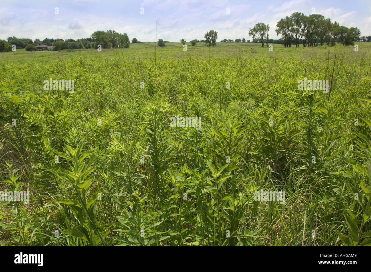 The homestead act nebraska hi-res stock photography and images - Alamy
