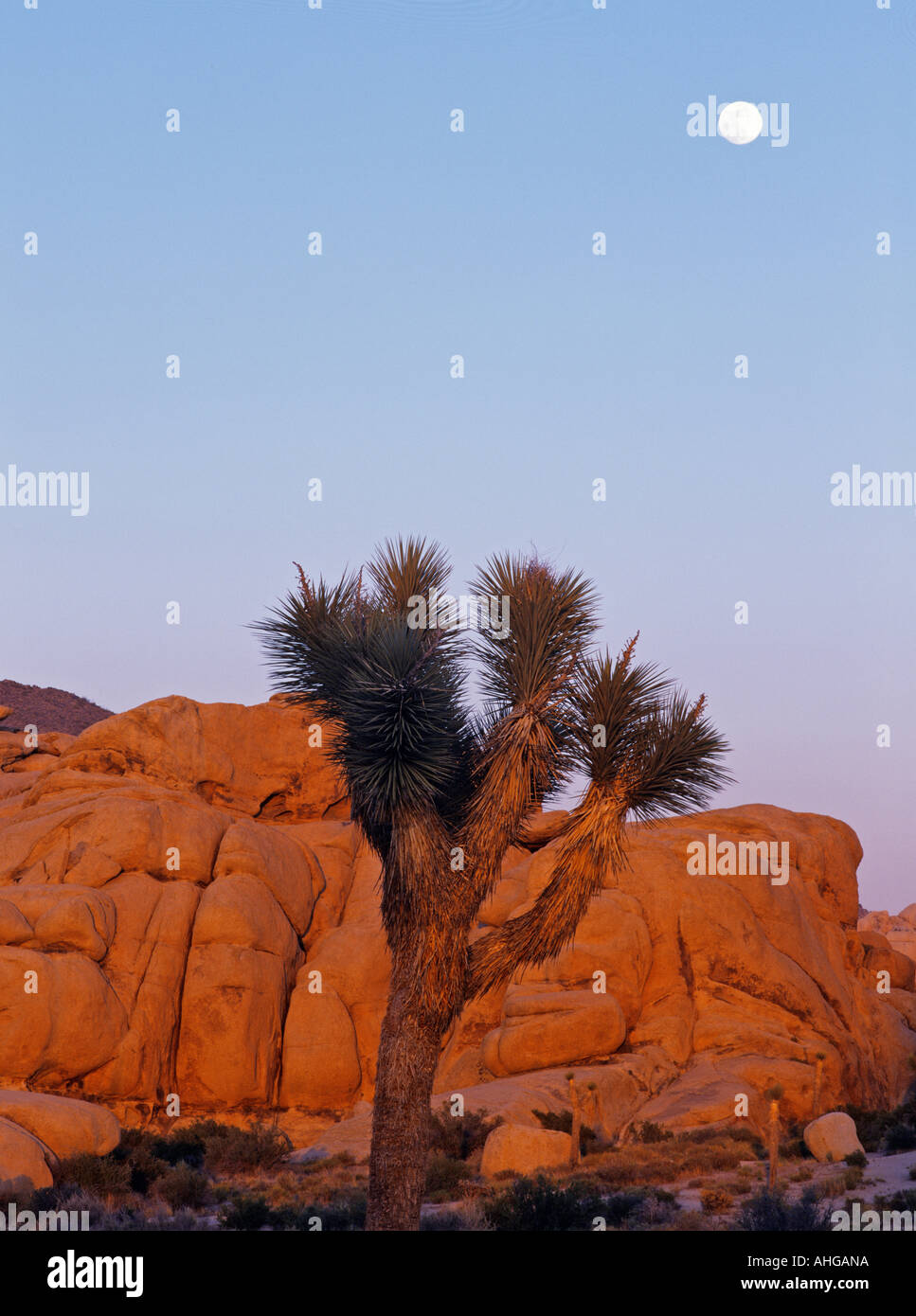 Rocks of the Hidden Valley full moon and a Joshua Tree (Yucca ...
