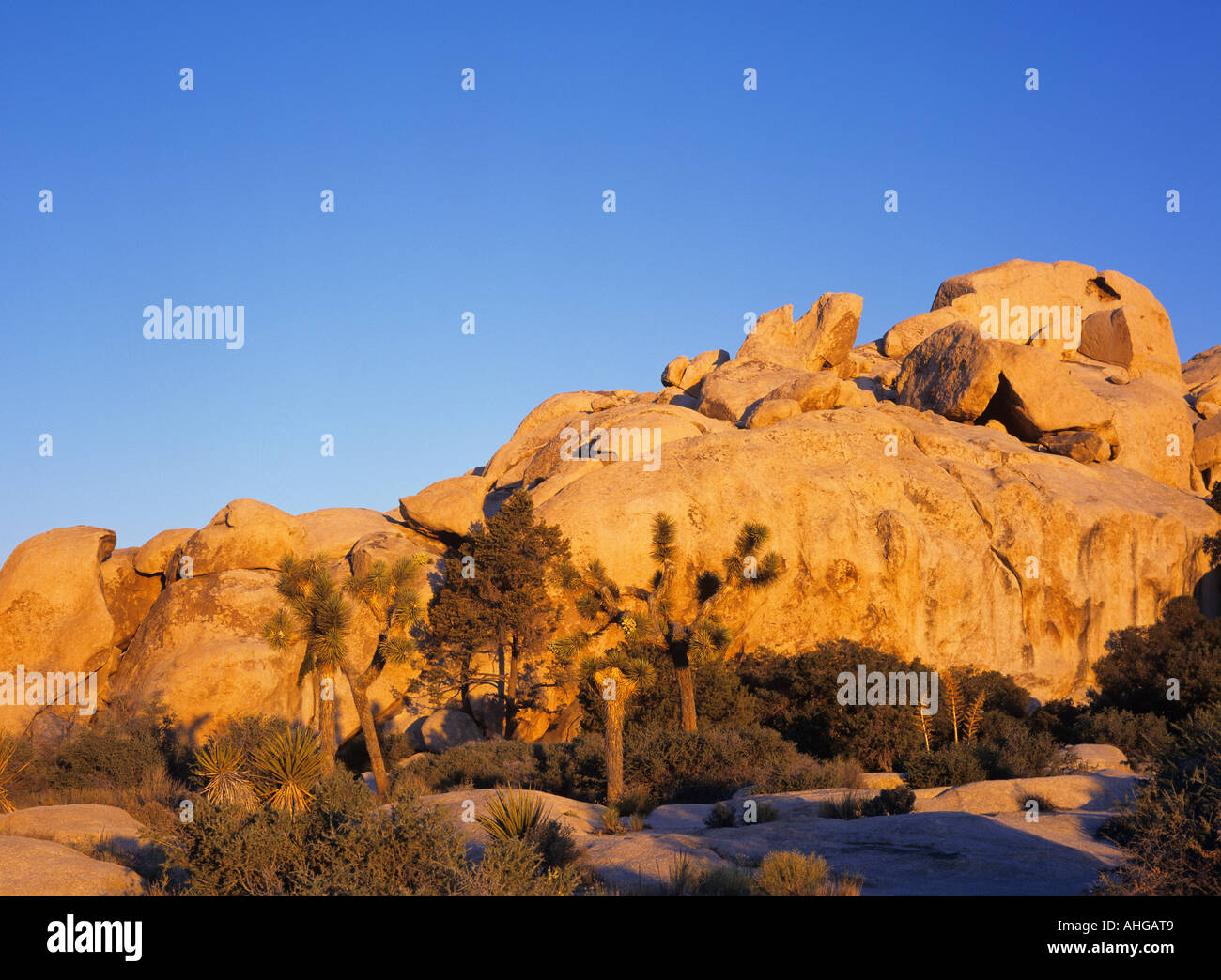 Rocks of the Hidden Valley and Joshua Trees (Yucca brevifolia), Joshua ...