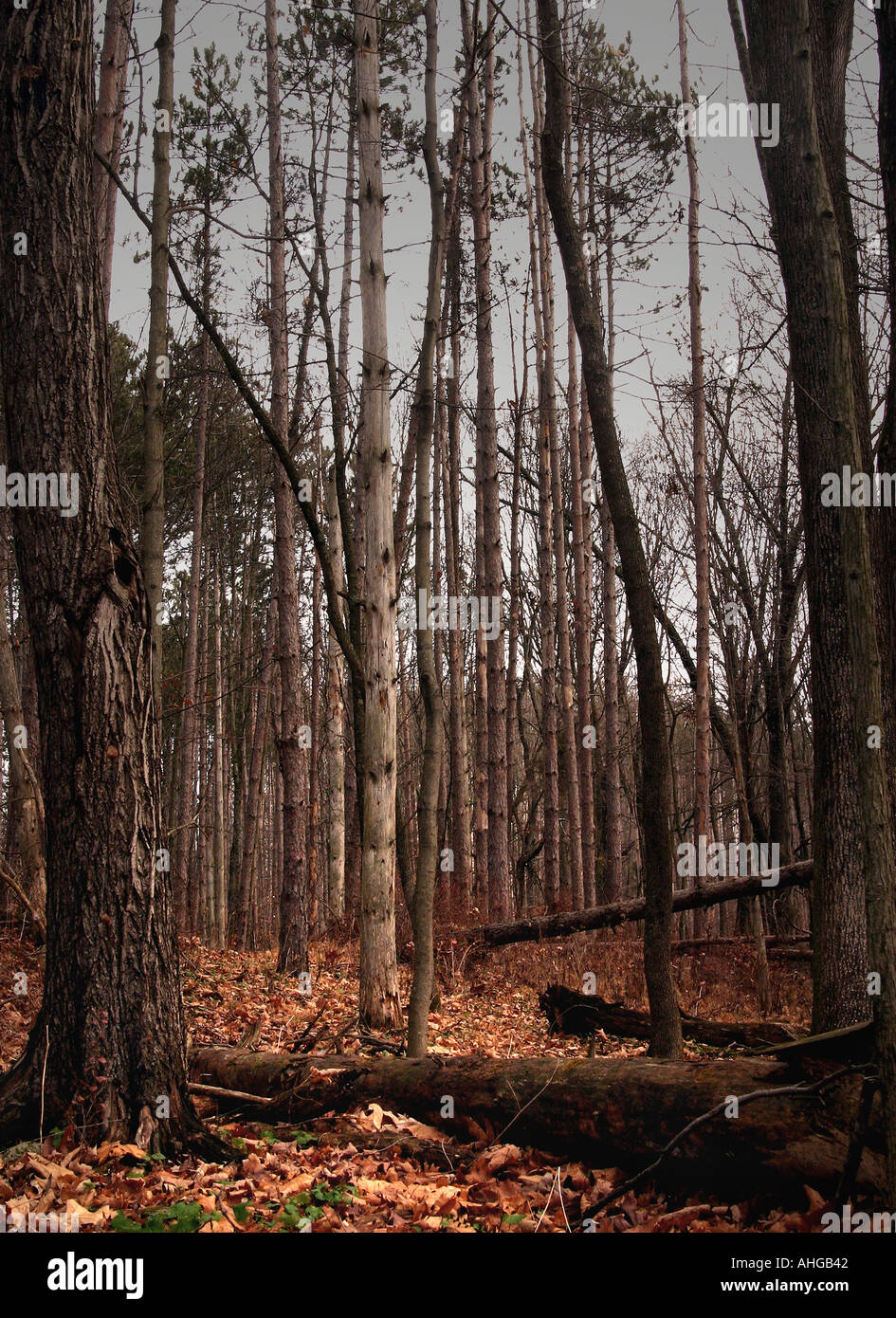 Deadfall hi-res stock photography and images - Alamy