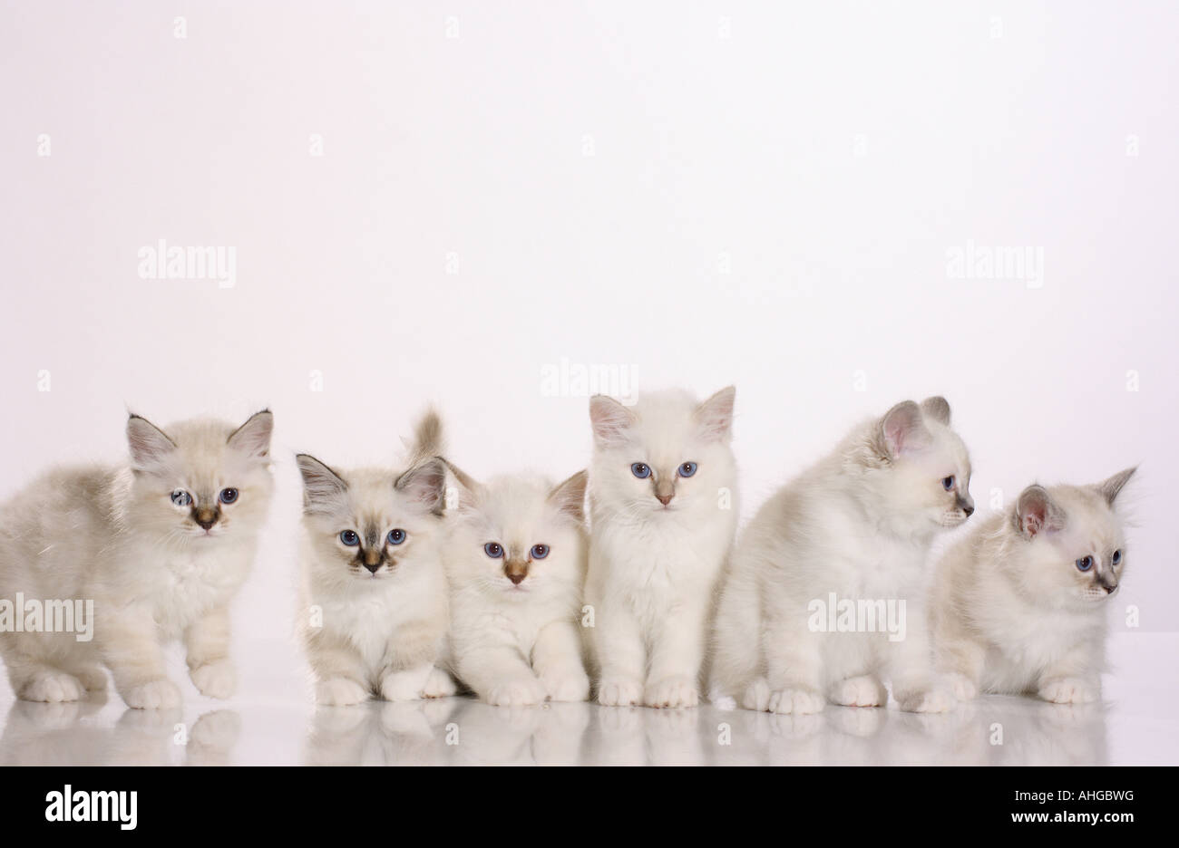 six Sacred cat of Burma kittens Stock Photo - Alamy