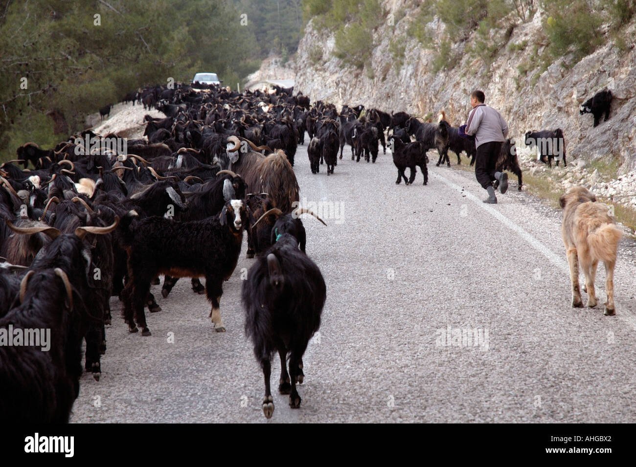 Lycia turkey goats hi-res stock photography and images - Alamy