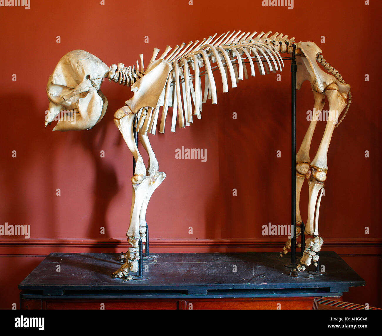 complete skeleton of young elephant Stock Photo - Alamy