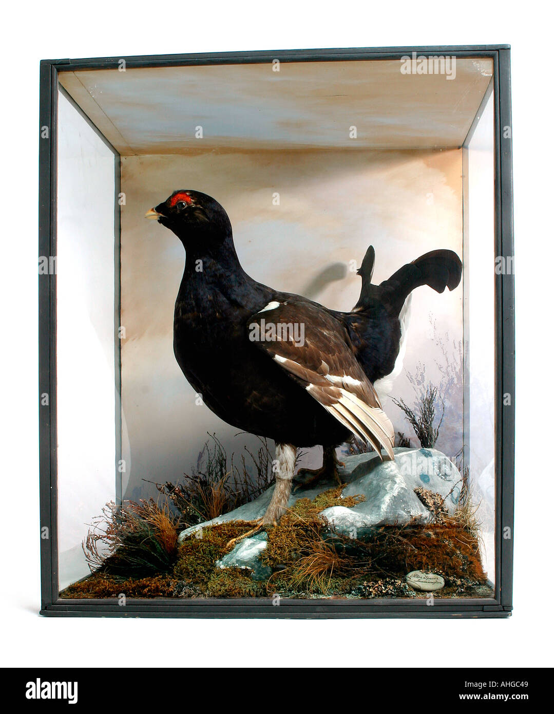 Taxidermy bird Cut Out Stock Images & Pictures - Alamy
