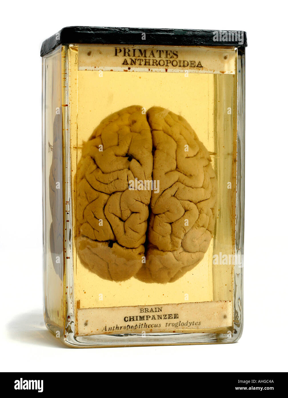 Chimpanzee Brain