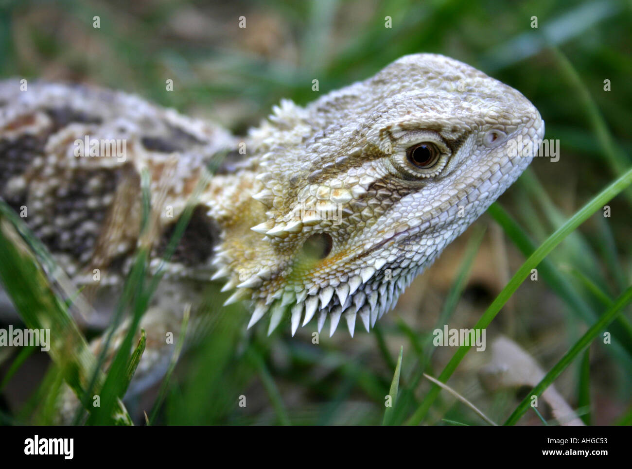 Bearded dragon grass hi-res stock photography and images - Alamy