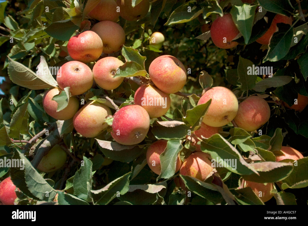 Apple orchard goodness hi-res stock photography and images - Alamy