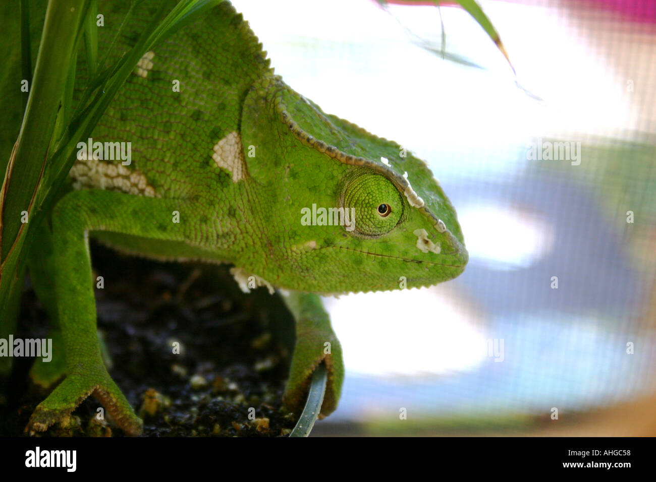 Chameleon shedding hi-res stock photography and images - Alamy