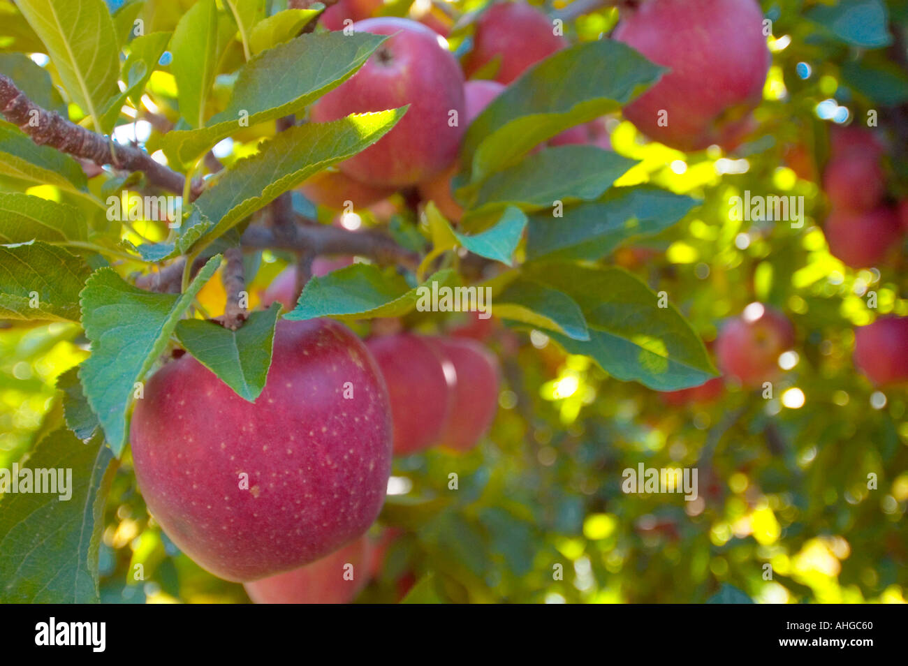 Apple orchard goodness hi-res stock photography and images - Alamy