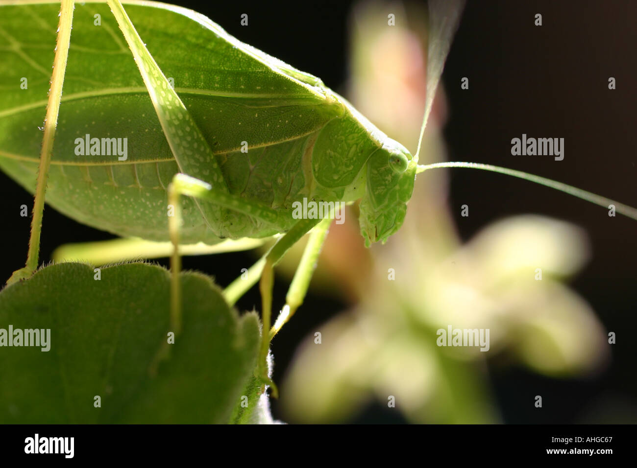 Angular winged katydid hi-res stock photography and images - Alamy