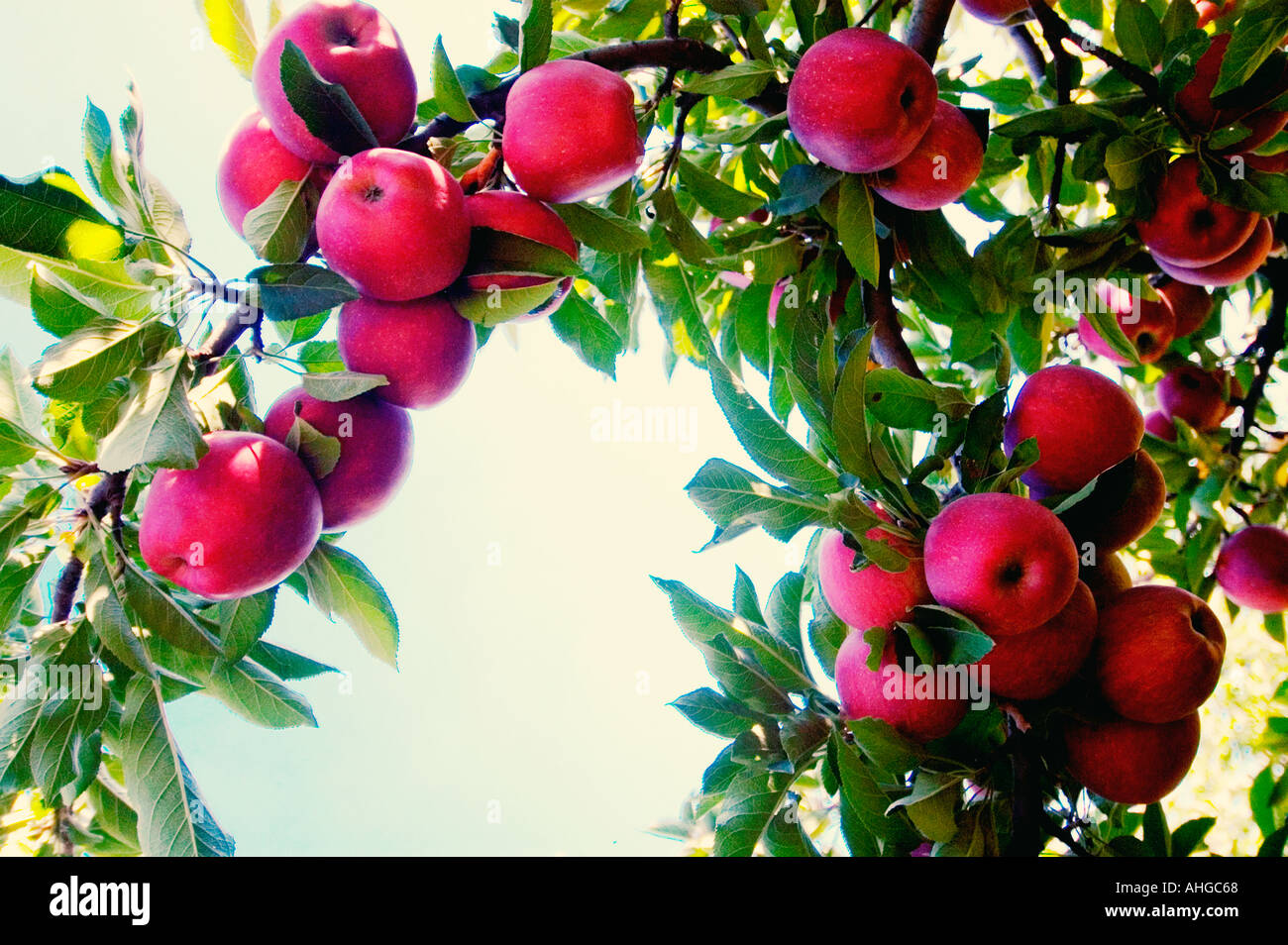 Apple tree arch hi-res stock photography and images - Alamy