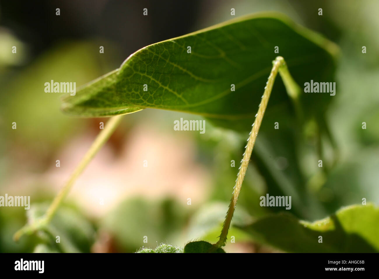 Angular winged katydid hi-res stock photography and images - Alamy