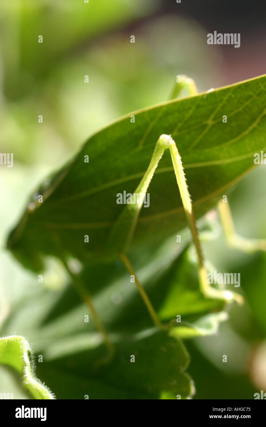 Angular winged katydid hi-res stock photography and images - Alamy