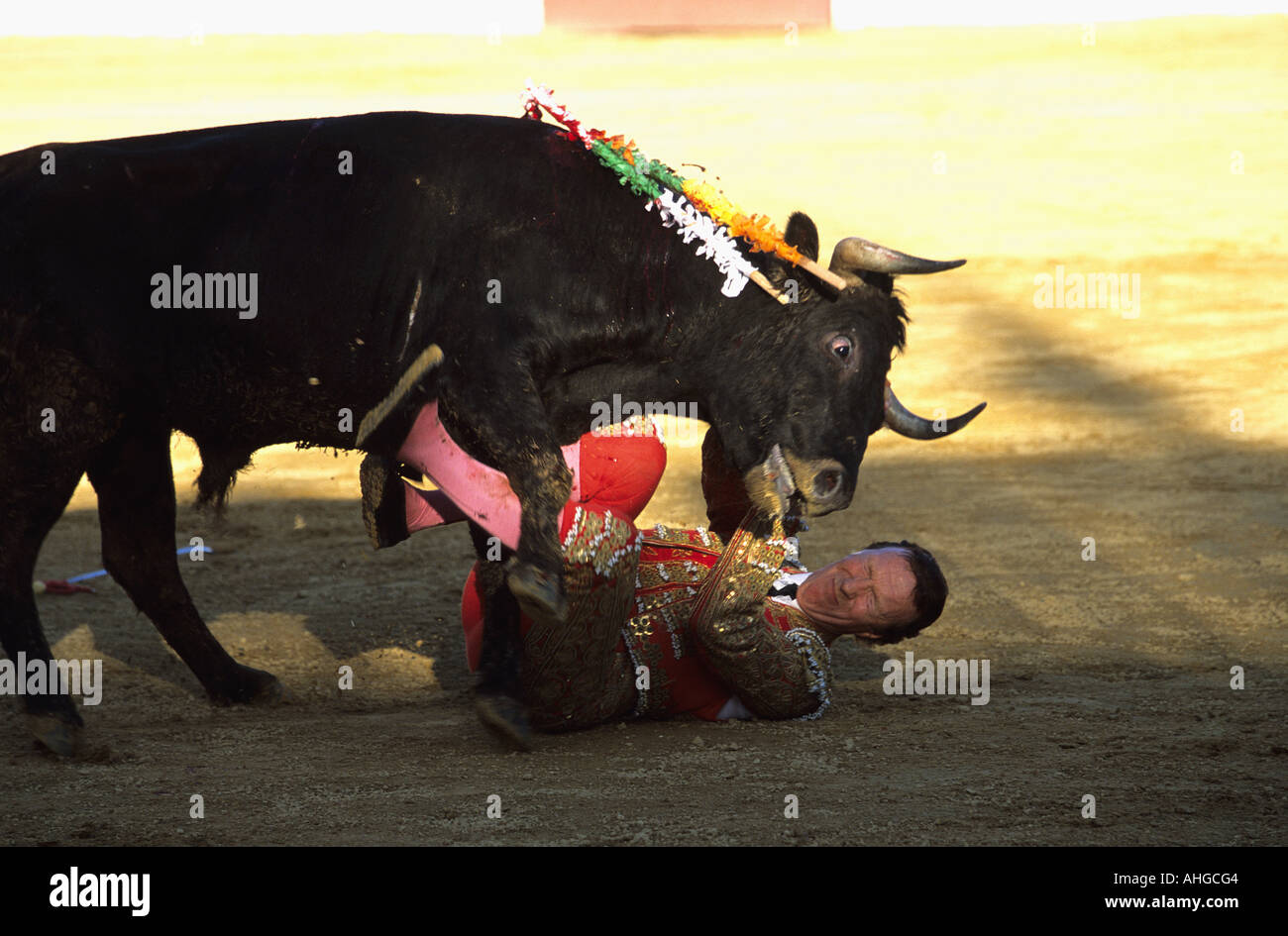 English bullfighter Frank Evans loses his footing and falls allowing ...