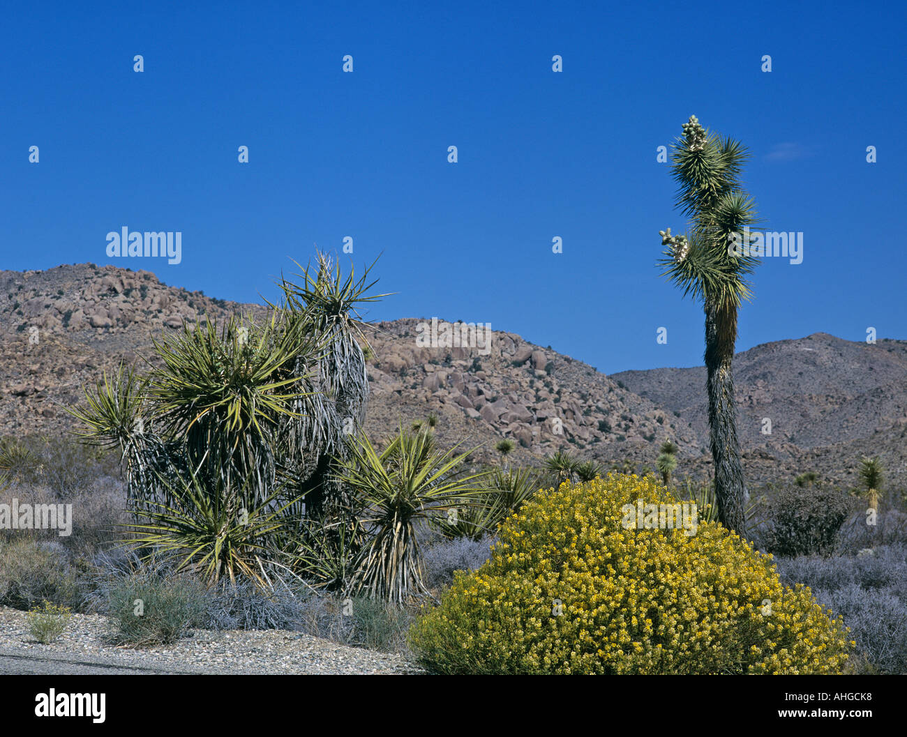 Left Mojave Yucca (Yucca schidigera) , right Joshua Tree (Yucca ...