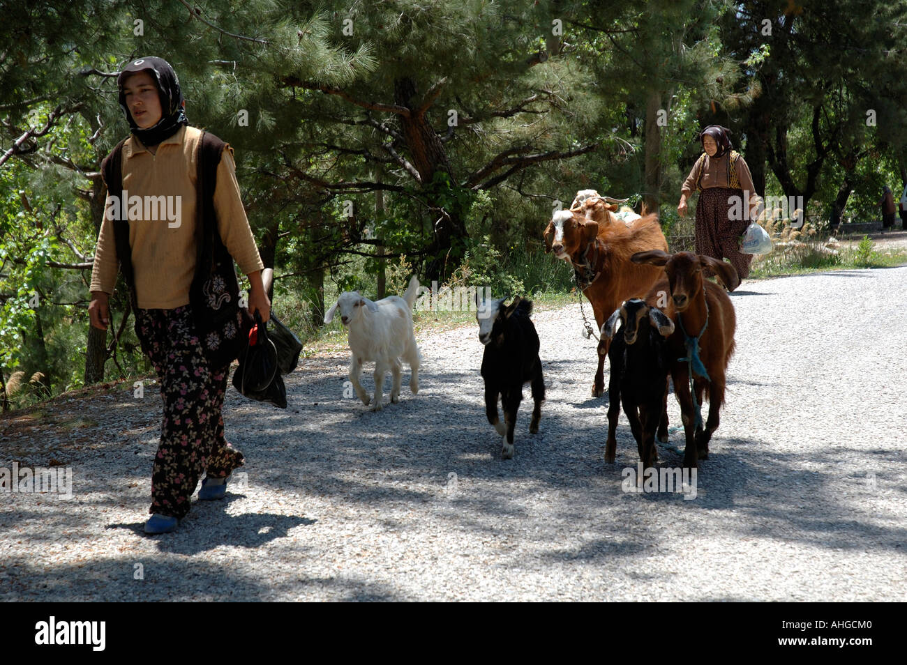 Lycia turkey goats hi-res stock photography and images - Alamy