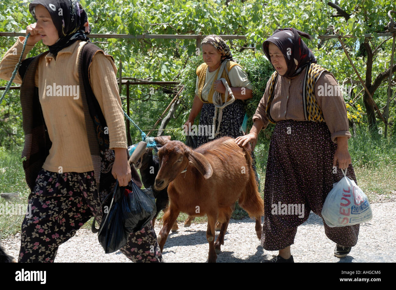Turkish women on the road with their goats looking for pasture up in ...