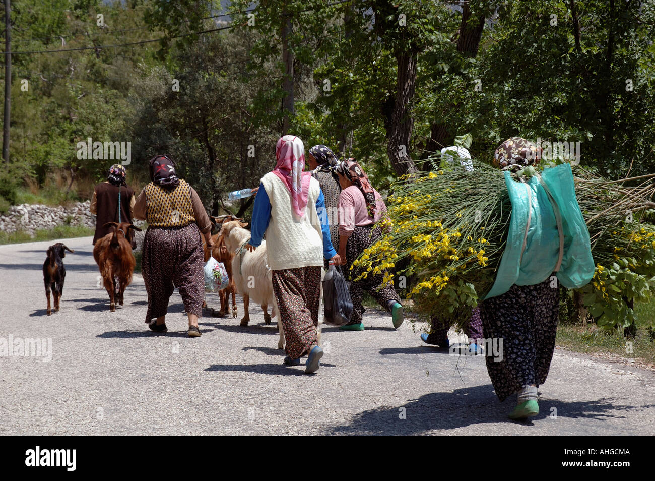 Turkish women on the road with their goats looking for pasture up in ...