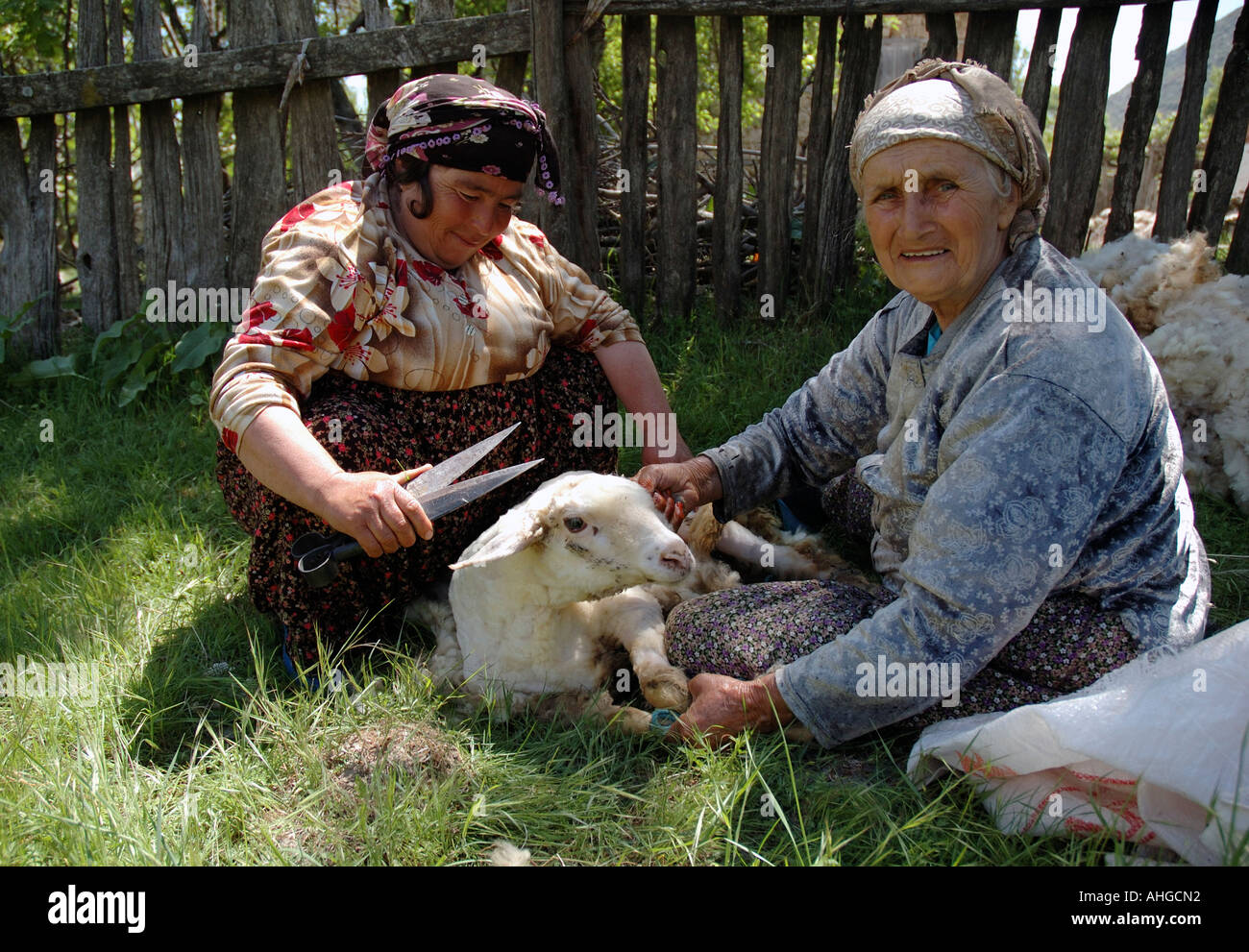 Two Turkish women shearing their sheep in Bezirgan a small village in ...