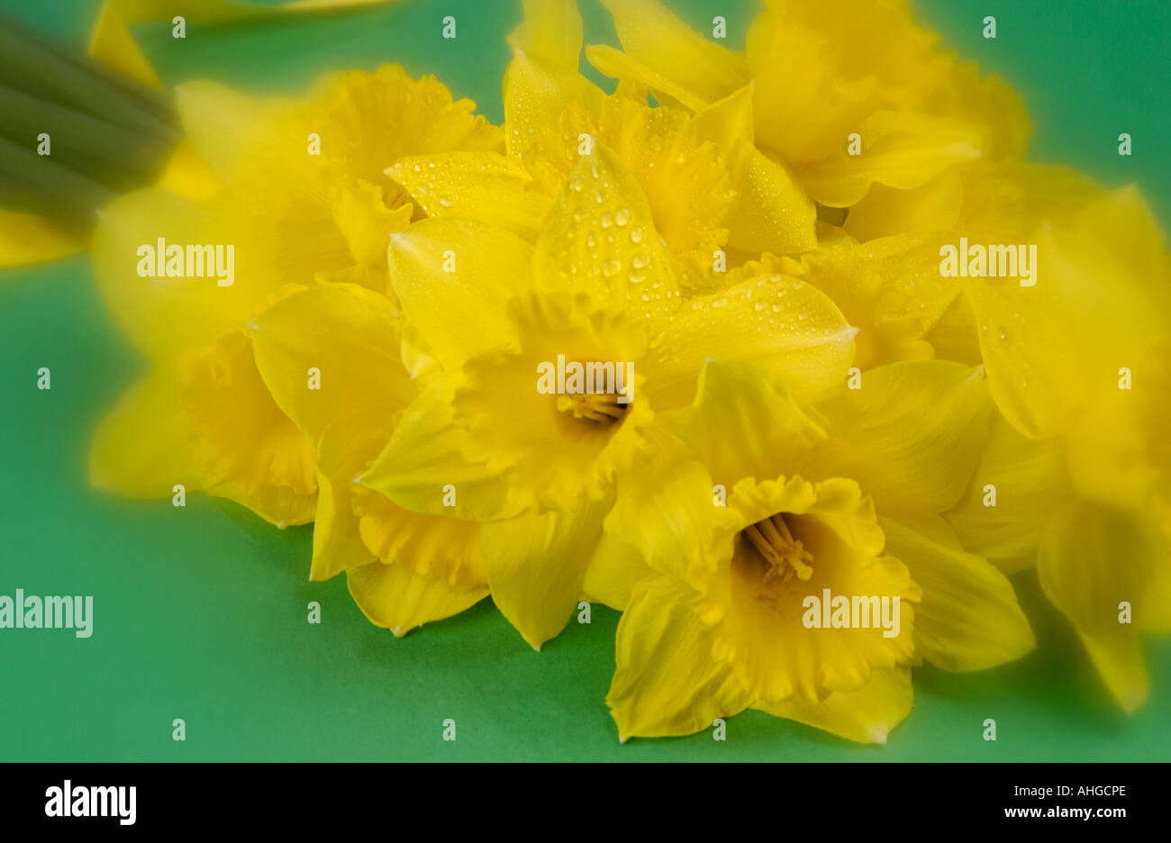 A bunch of Daffodils (Narcissus Stock Photo - Alamy