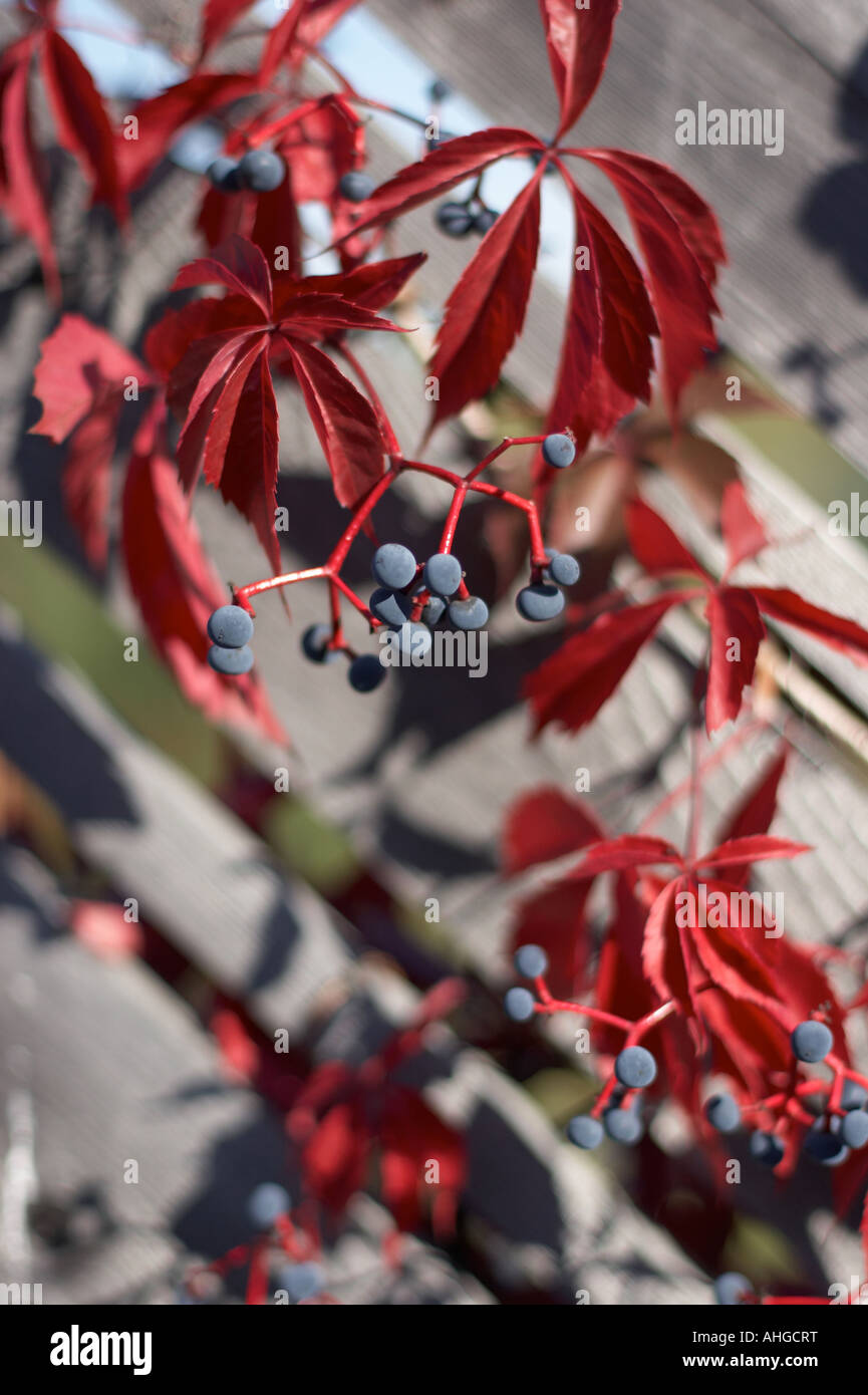 Red fall Boston ivy (Partenocissus tricuspidata) ornamental plant in ...