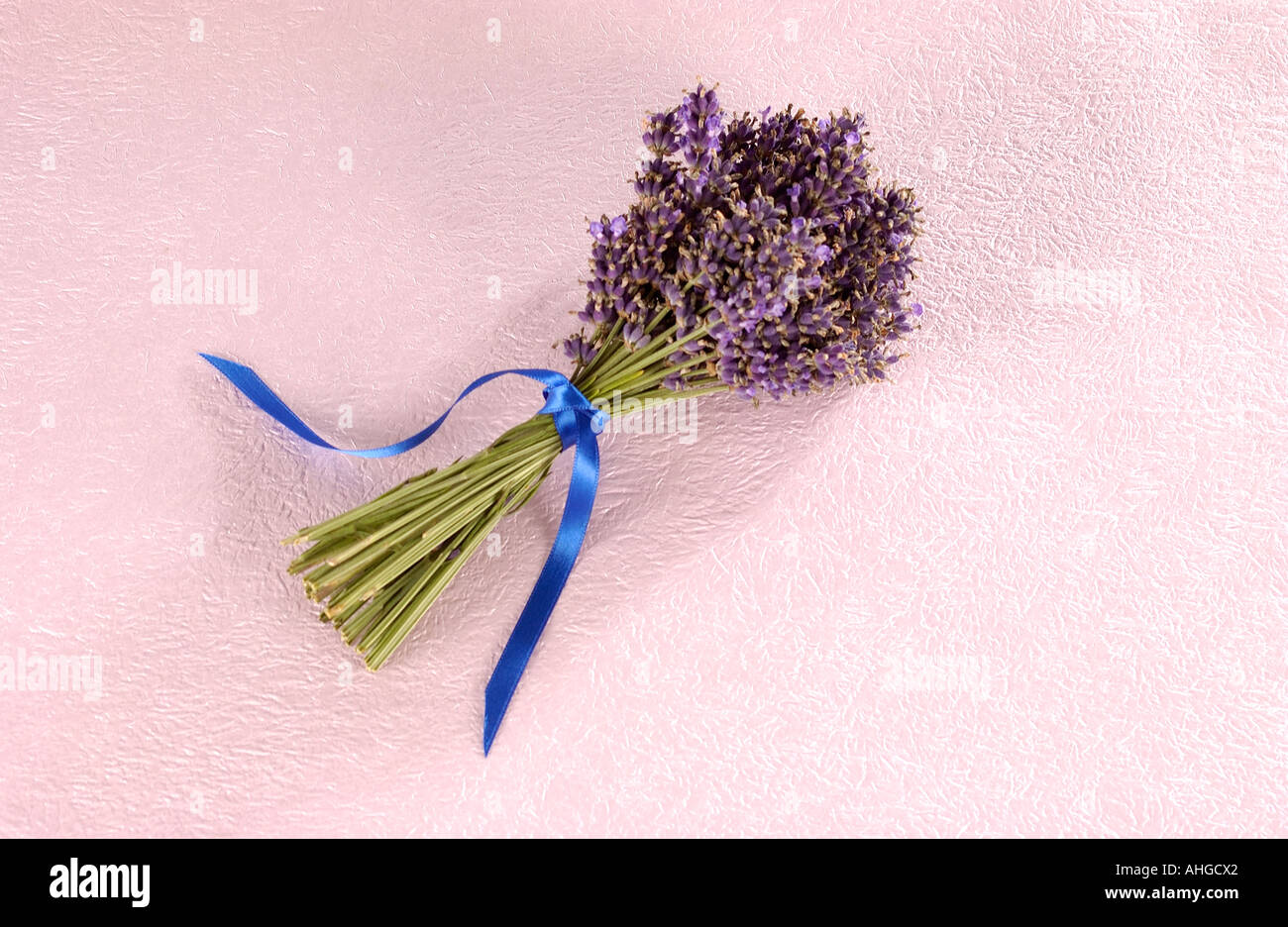 Bunch of Lavender (L.spica 'Hidcote' Stock Photo - Alamy