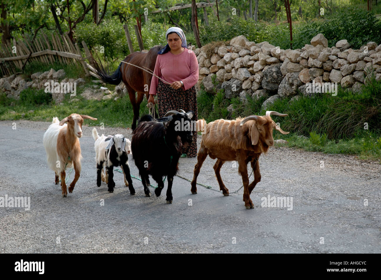 Turkish women on the road with their goats looking for pasture up in ...