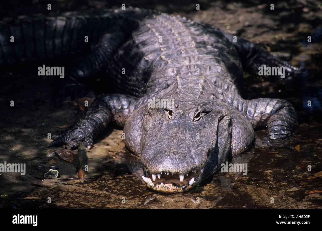 Florida Saint Augustine Alligator Farm Zoological Park alligator ...