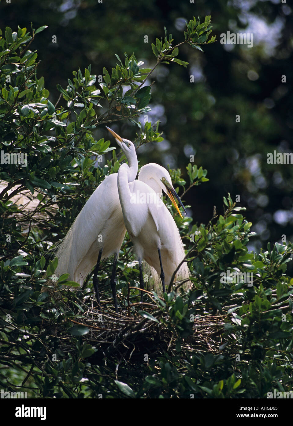 Florida St Augustine Alligator Farm Zoological Park rookery adult ...