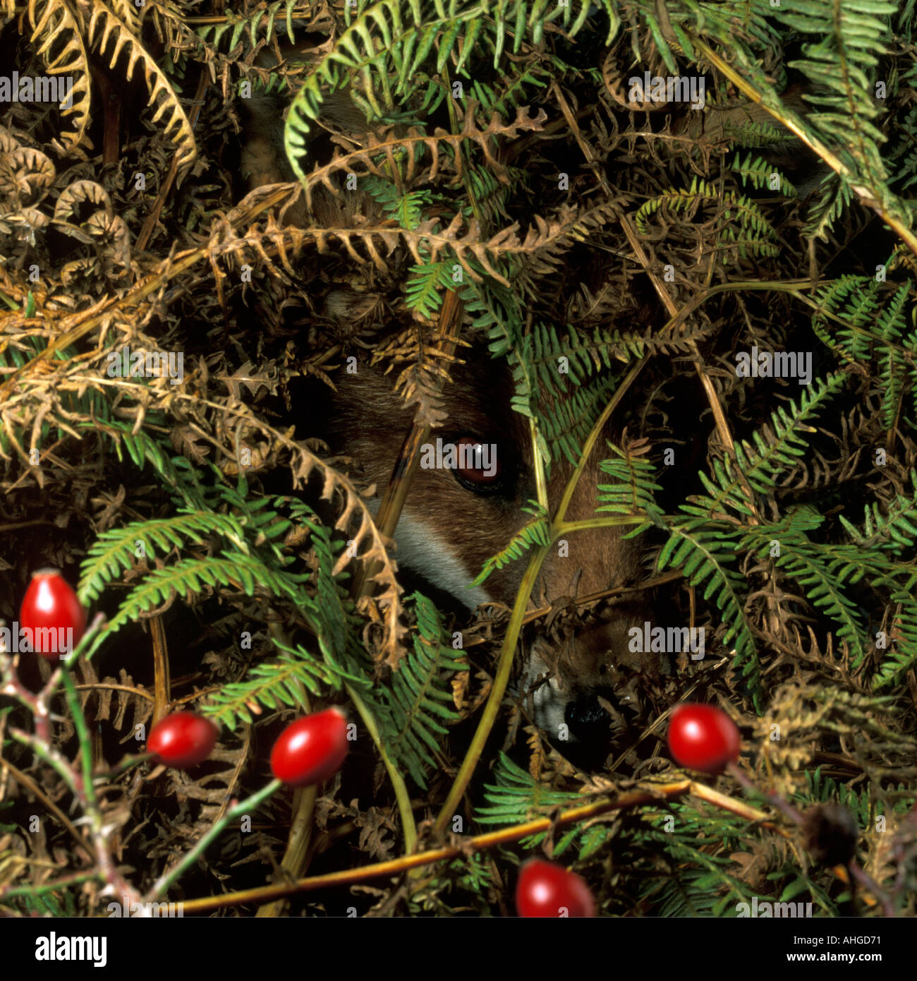 Russet fox hi-res stock photography and images - Alamy